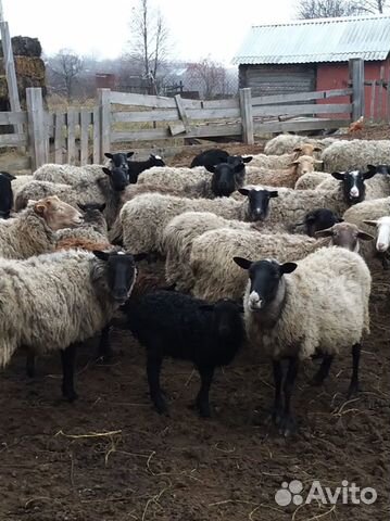 Овцы, бараны на продажу