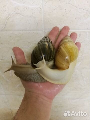 Улитка Ахатина фулика (Achatina fulica)