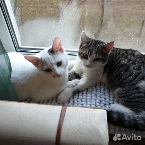 Кошки ищат дом