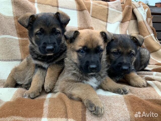 Отдам собаку