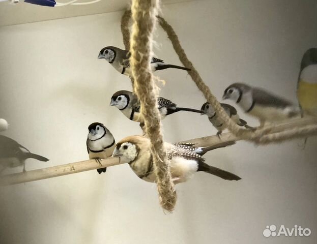 Кольчатые астрильды, золотистики, амаранты