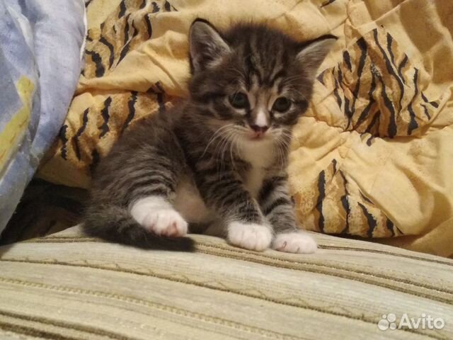 Отдам котёнка в добрые руки