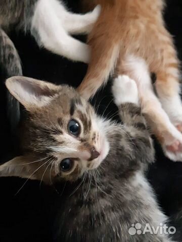 Котята Рыжик, Чижик и Пятнашка ищут семью