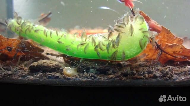 Мексиканский бокоплав (Hyalella azteca)