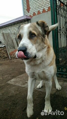 Алабай вязка