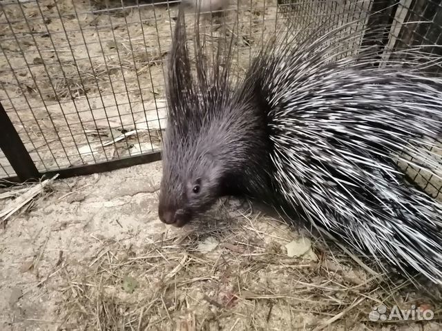 Продаётся детёныш дикобраза в возрасте 7 месяцев