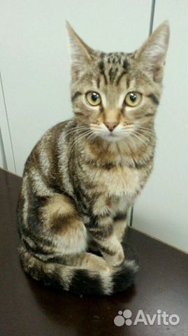 Котенок