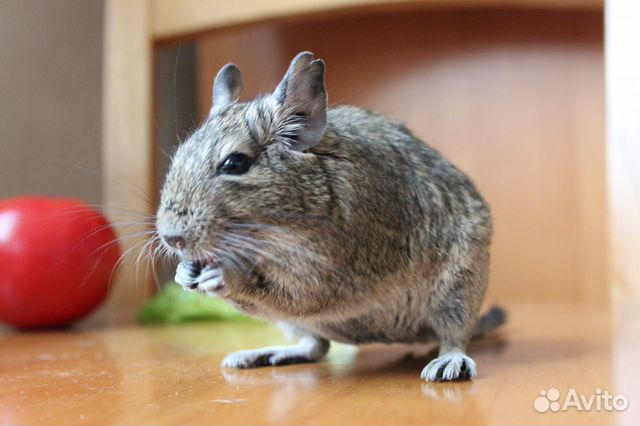 Дегу в добрые руки