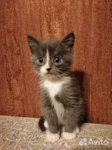 Котенок ждёт добрых хозяев