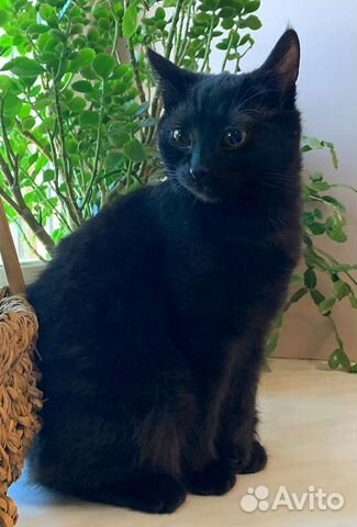 Ласковая черная кошечка - котенок