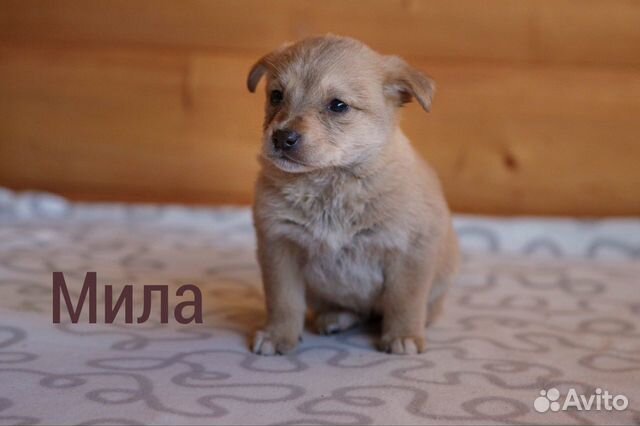 Щенок в дар