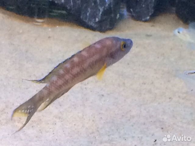 Neolamprologus buescheri Kamakonde