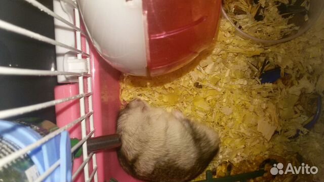 Хомячок джунгарик