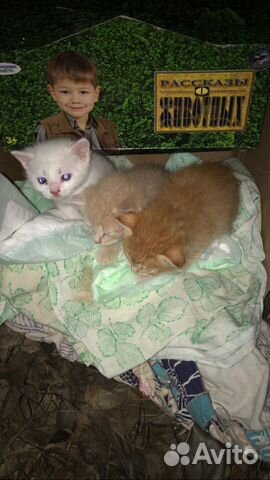 Малышей выкинули на улицу