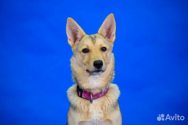 Статная красавица Терра ищет дом