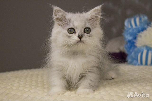 Котёнок менуэт (наполеон)