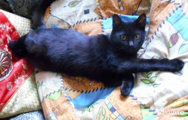 Котенок ищет ответственных хозяев