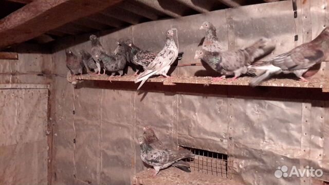 Бакинские мраморные голуби