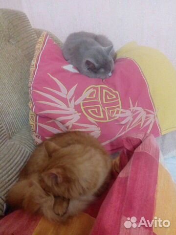 Пара шотландских котов