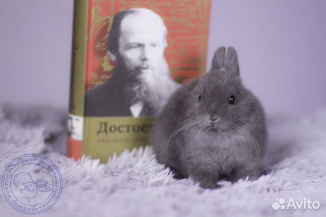 Карликовый кролик минор голубой парнишка