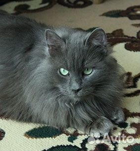 Кошка Мышка ищет дом