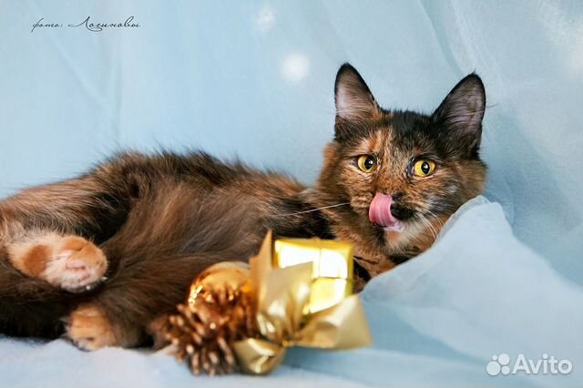 Кошечки 2 сестрички 6 месяцев