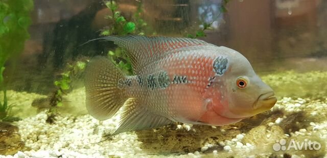 Взрослый Фловер Хорн, ок. 15 см