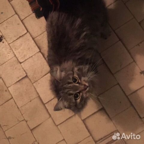 Кошка