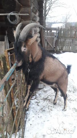 Альпийский ч/п козел вязка