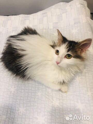 Ласковая кисонька,6 мес,ищет дом