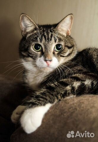 Изумительный Вася 1,5-2 года ищет свой дом