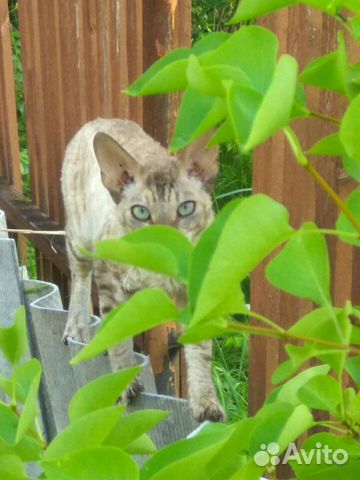 Ищем жениха