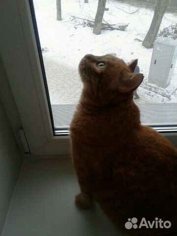 Рыжий кот Матвей