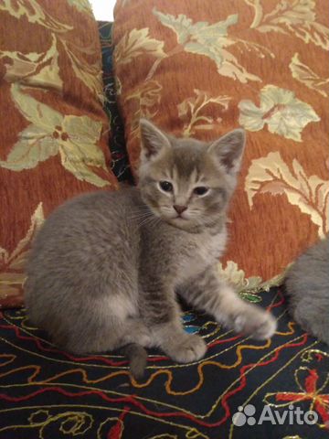 Котята 2 месяца
