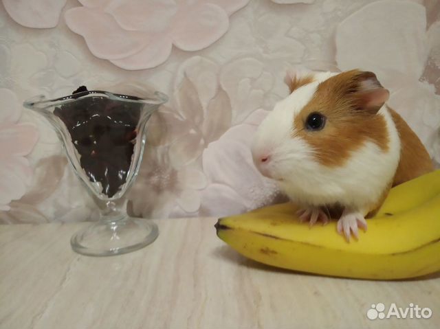 Морская свинка гладкошёрстная