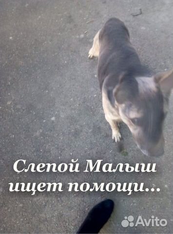 Слепой щенок ищет помощи