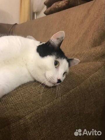 Кот
