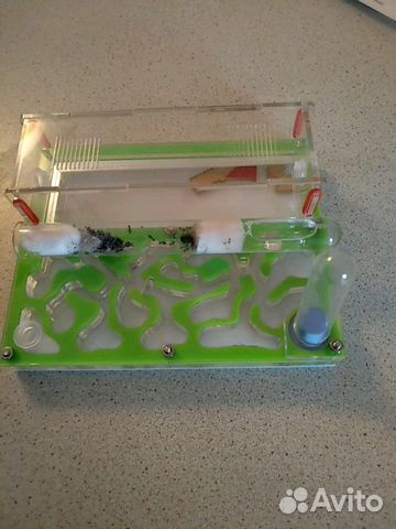 Ферма с колонией муровьев. Фармикарий