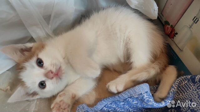 Котята, 2 мес, милые пушистики