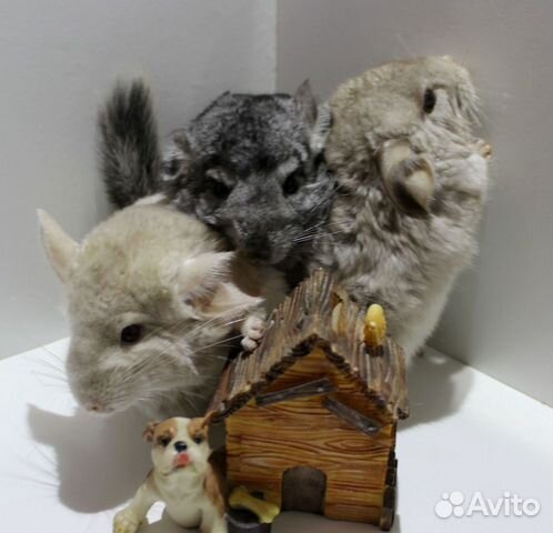 Шиншиллы братики стандарт и пастель