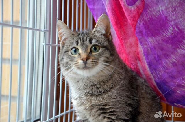 Котенок в дар 4.5 мес