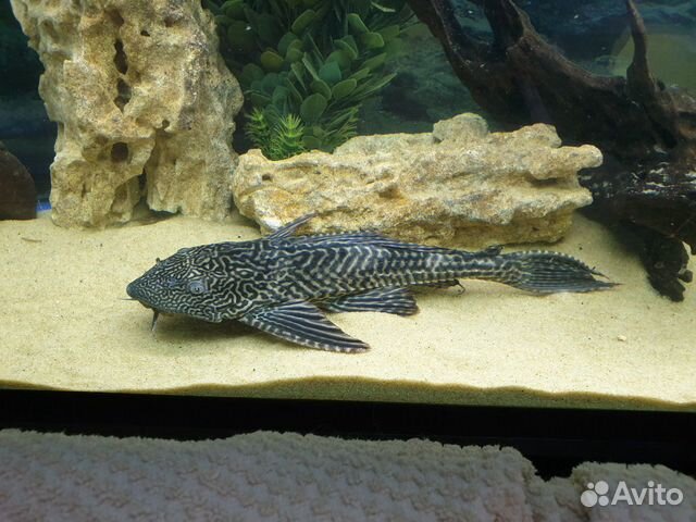 Сом Птеригоплихт