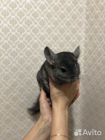 Шиншилла