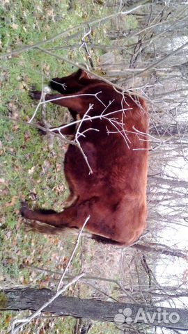 Продаётся корова