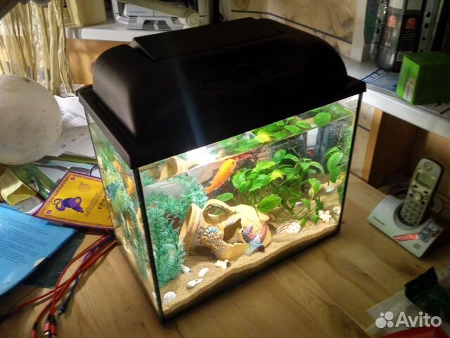 Новый аквариум с рыбкой - отличный подарок на нг