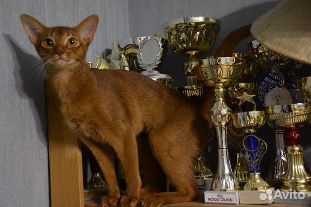 Абиссинский котёнок