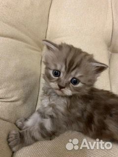 Шотландские котята от породистых родителей