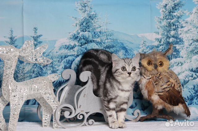 Элитная мраморная британочка Белла