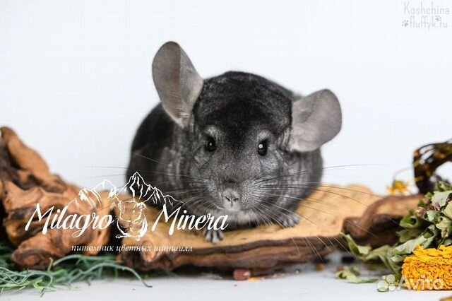Шиншилла девочка средний эбони