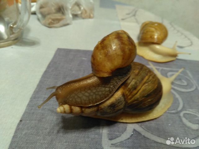 Улитки Ахатины